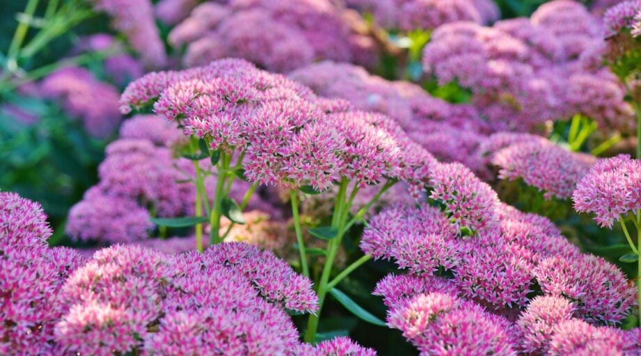 How to Plant, Grow, and Care for Autumn Joy Sedum