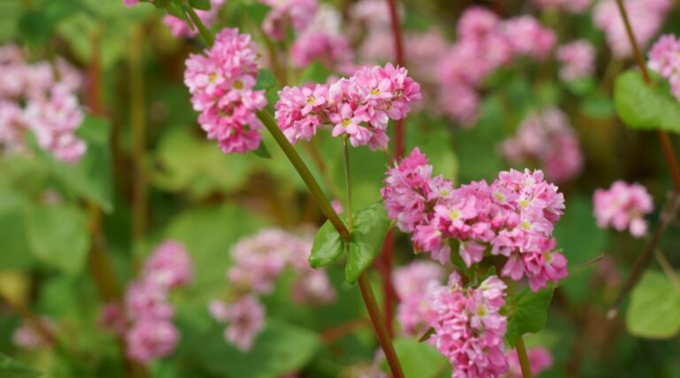 How to Plant, Grow, and Care for Ruby Buckwheat