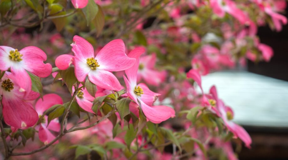 How to Plant, Grow, and Care for Dogwood Trees