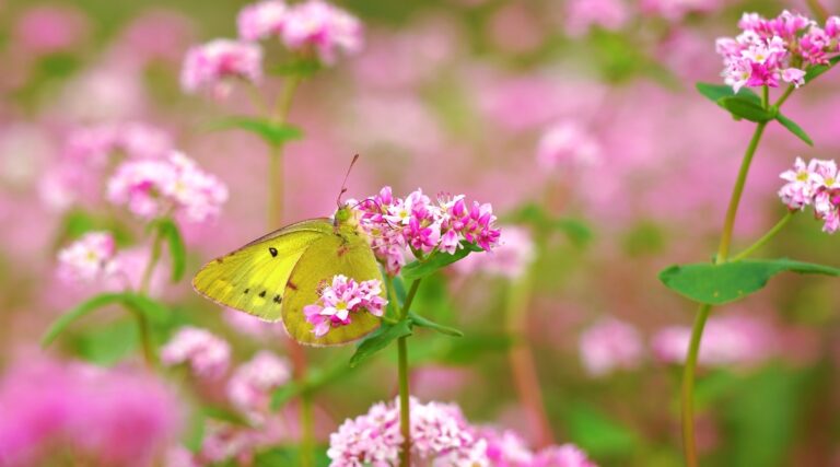 How to Plant, Grow, and Care for Ruby Buckwheat