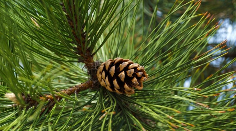 25 Best Evergreen Trees for Year-round Privacy