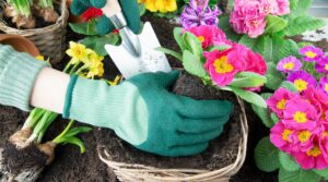 How to Plant, Grow, and Care for Primrose Flowers