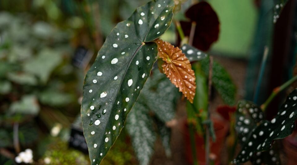 How to Plant, Grow, and Care for Angel Wing Begonias
