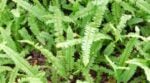 How to Plant, Grow, and Care For Sword Ferns