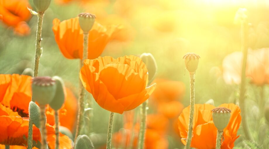 How to Plant, Grow, and Care for Poppies