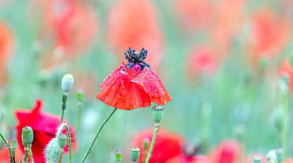 How to Plant, Grow, and Care for Poppies