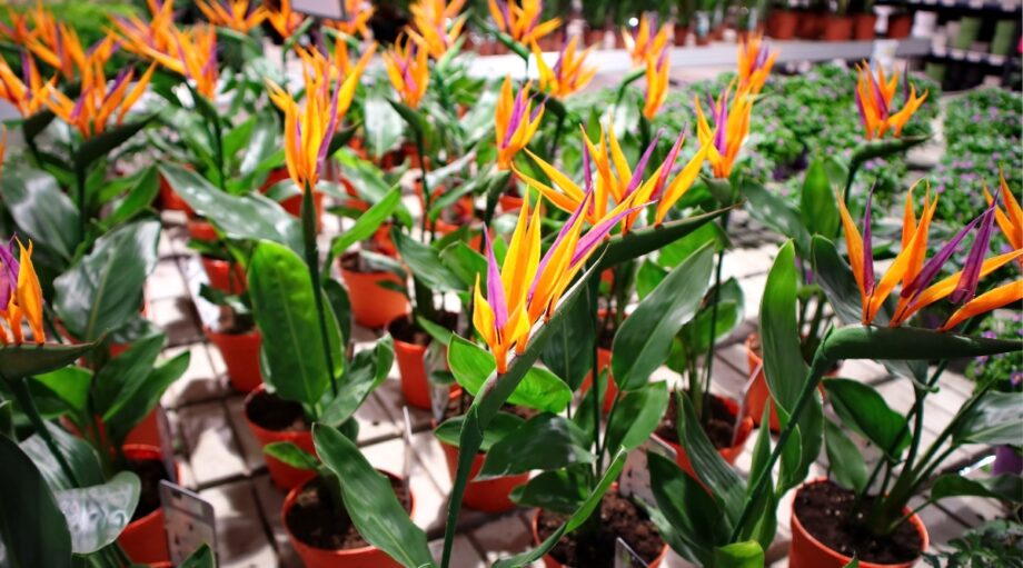 How to Plant, Grow, and Care for Bird of Paradise plants