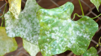 How to Treat 13 Common Garden Fungal Diseases