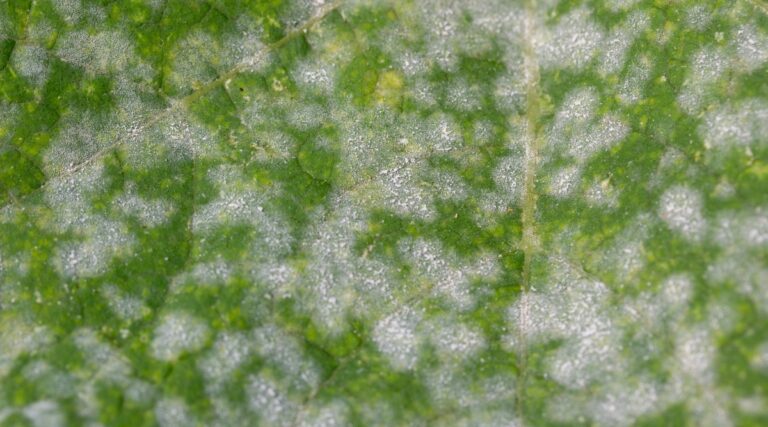 How to Plant, Grow, and Care For Mâche