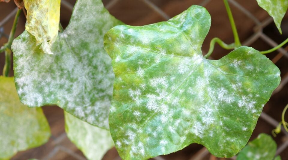 How to Treat 13 Common Garden Fungal Diseases
