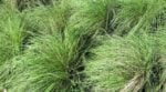How to Plant, Grow, and Care for Prairie Dropseed