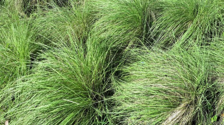 How to Plant, Grow, and Care for Prairie Dropseed