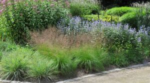 How to Plant, Grow, and Care for Prairie Dropseed