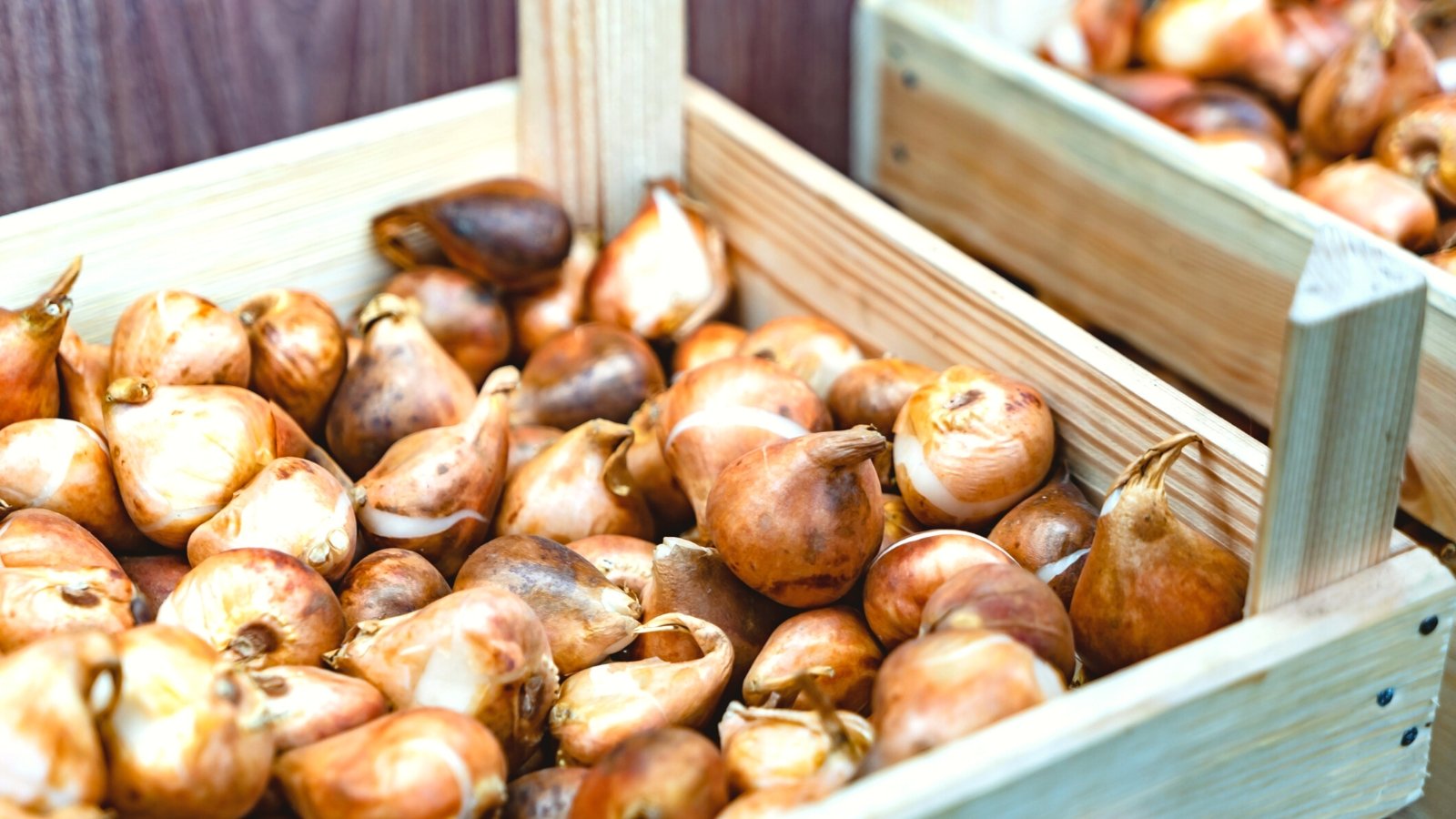 How Long Can You Keep Flower Bulbs in Storage?