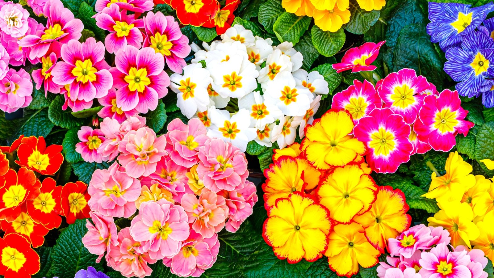 How to Plant, Grow, and Care for Primrose Flowers