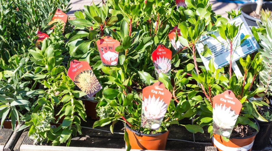 How to Plant, Grow, and Care for Protea Plants