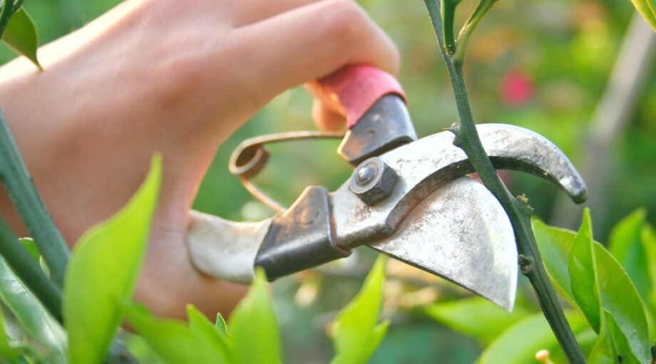 How to Plant, Grow, and Care for Indoor Orange Trees - Epic Gardening