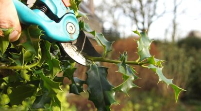 How to Plant, Grow, and Care for Blue Holly