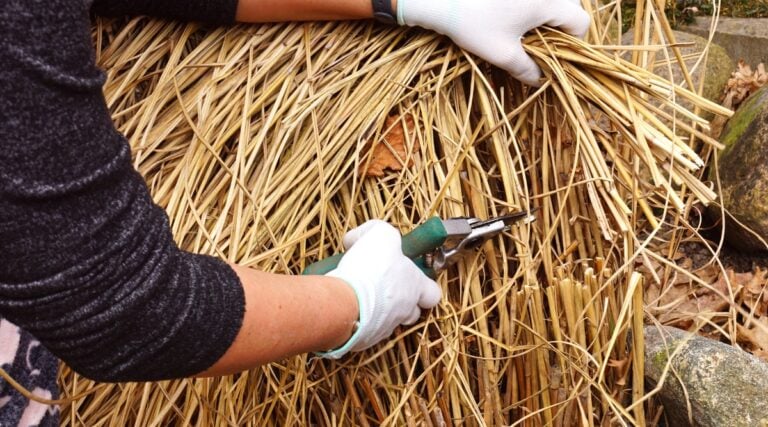How to Prune Ornamental Grass in 5 Easy Steps