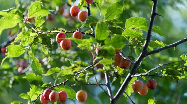 31 Recommended Native Plants For the Midwest