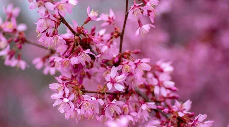 27 Spectacular Spring-Blooming Trees