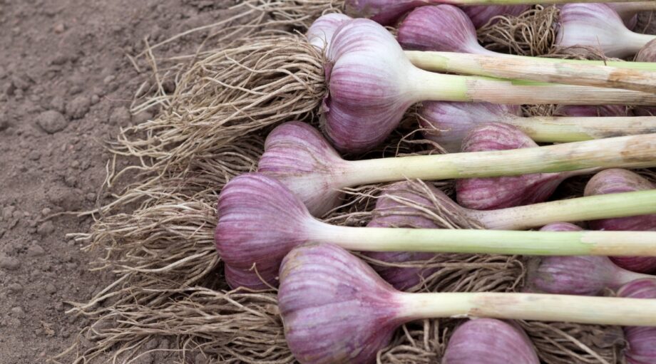 Softneck vs. Hardneck Garlic: What's the Difference?