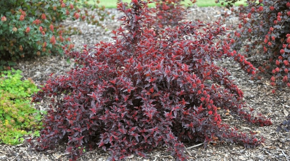How to Plant, Grow, and Care for Ninebark Shrubs