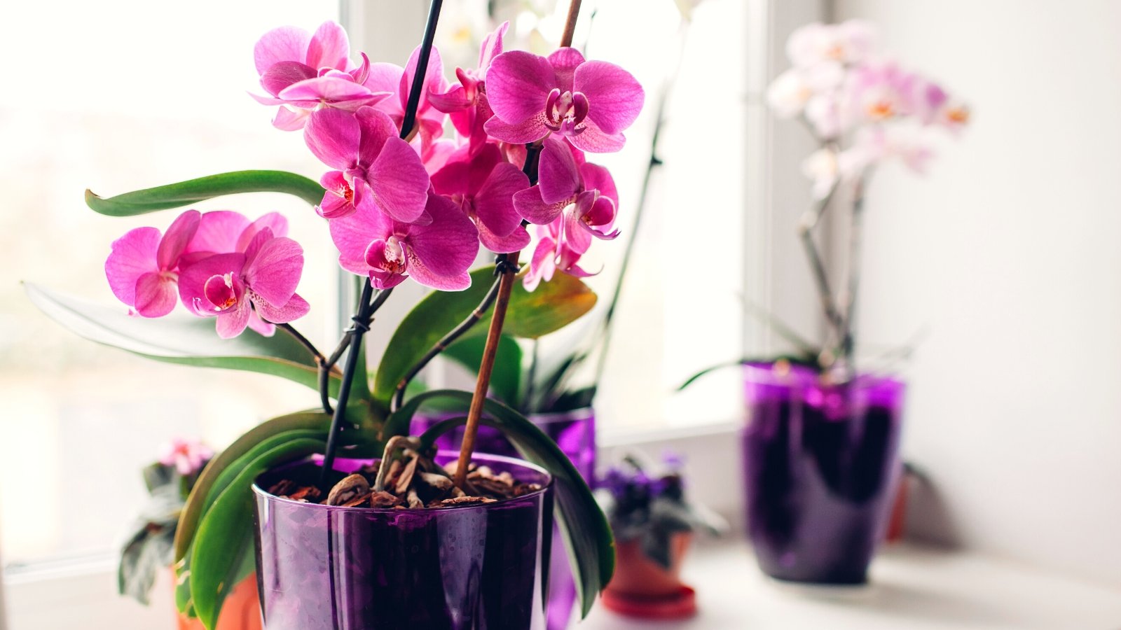How and When To Fertilize Orchids