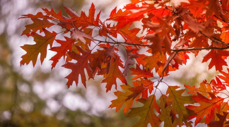 How to Plant, Grow, and Care for Oak Trees