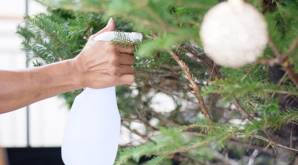 How Much Water Does a Christmas Tree Need?