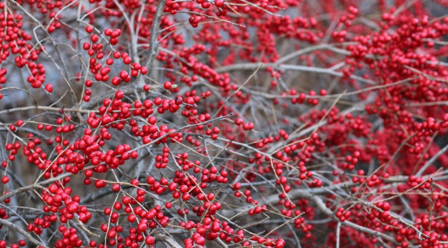 How to Plant, Grow, and Care for Winterberry Holly