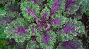 13 Winter Vegetables and Herbs That Grow in the Snow