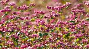How to Plant, Grow, and Care for Ruby Buckwheat
