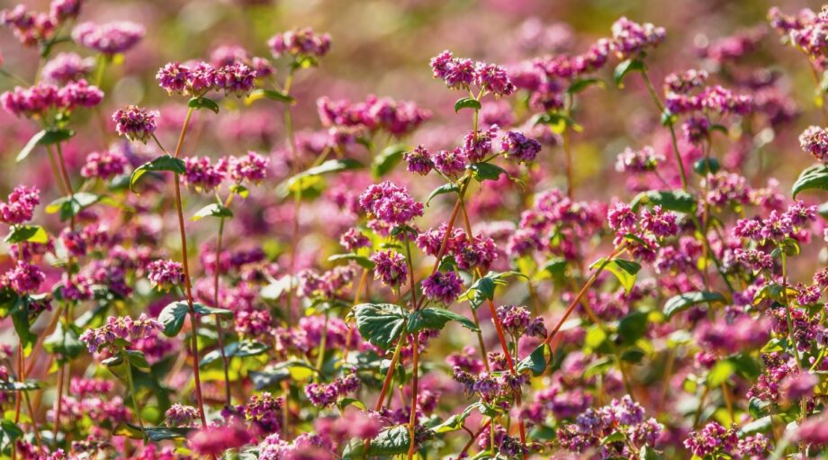 How to Plant, Grow, and Care for Ruby Buckwheat