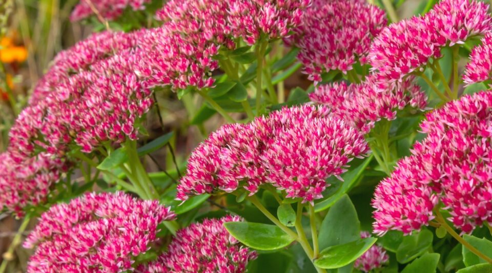 How to Plant, Grow, and Care for Autumn Joy Sedum
