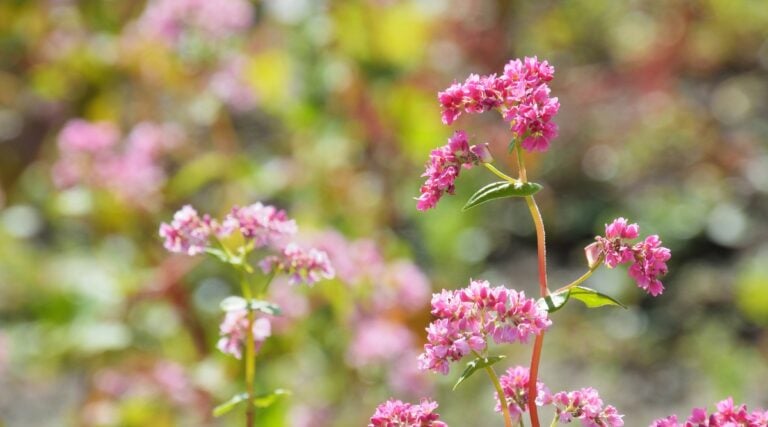 How to Plant, Grow, and Care for Ruby Buckwheat