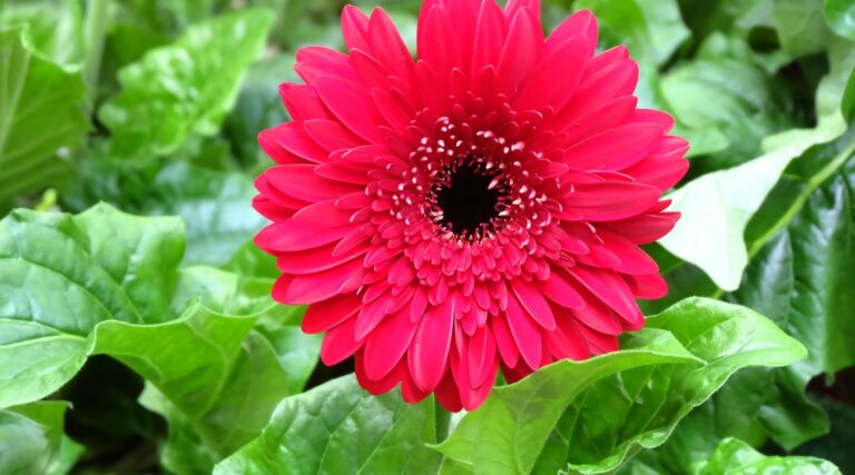 How to Plant, Grow, and Care For Gerbera Daisies
