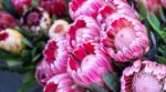How to Plant, Grow, and Care for Protea Plants
