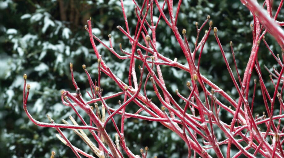 Winter Garden Ideas: 25 Tips for a Stunning Wintertime Garden