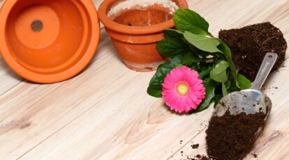 How to Plant, Grow, and Care For Gerbera Daisies