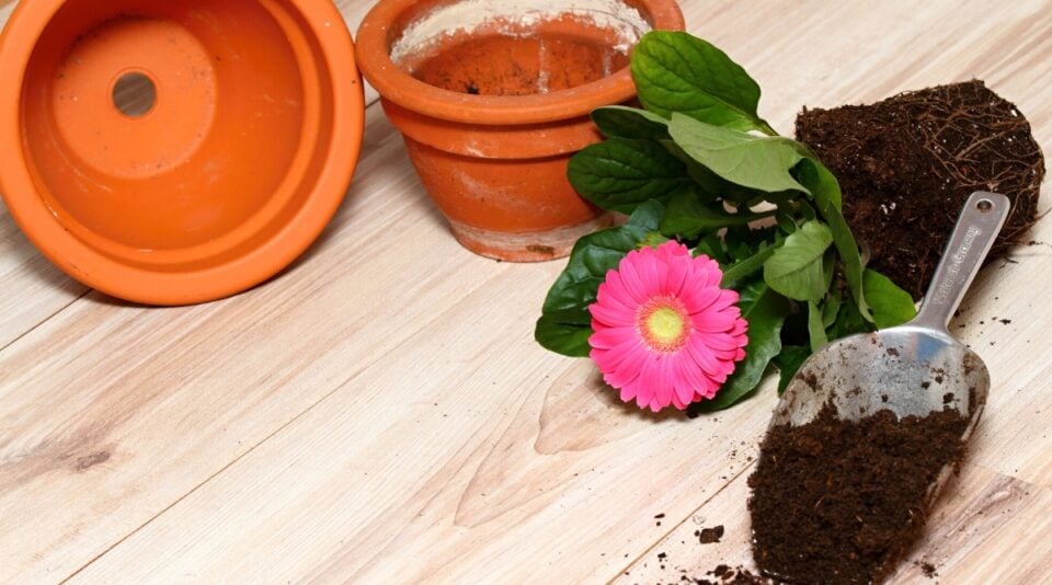 How to Plant, Grow, and Care For Gerbera Daisies