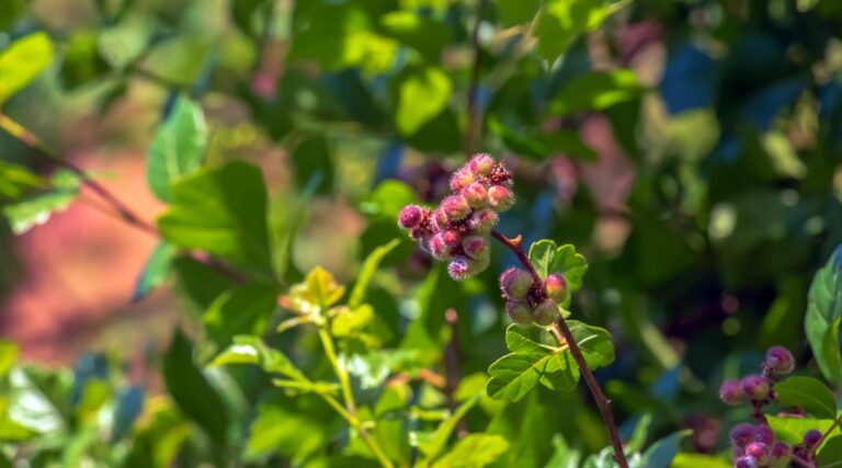 31 Recommended Native Plants For the Midwest