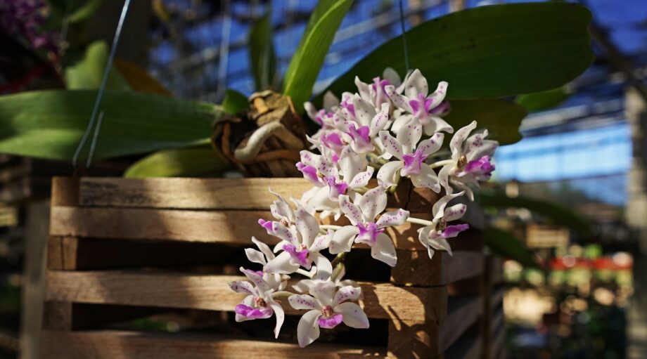 How to Grow and Care for Rhynchostylis Foxtail Orchids