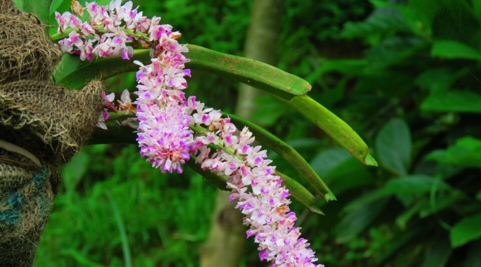 How to Grow and Care for Rhynchostylis Foxtail Orchids – Nature's Gateway