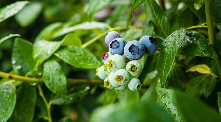 27 Different Types of Blueberries For Your Garden
