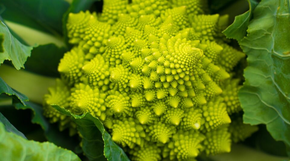 39 Delicious Winter Vegetables You Can Grow Indoors