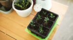 How to Plant, Grow, and Care for Boxwood Shrubs