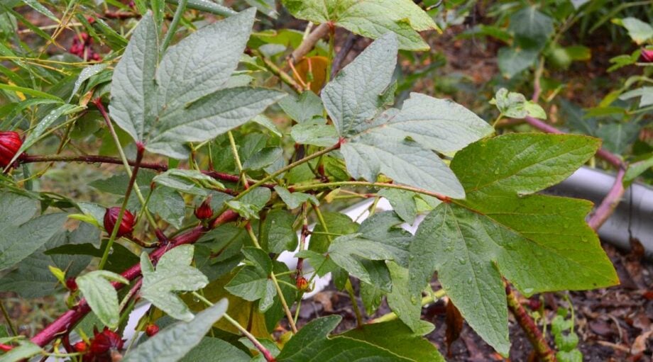 How to Plant, Grow, and Care for Roselle