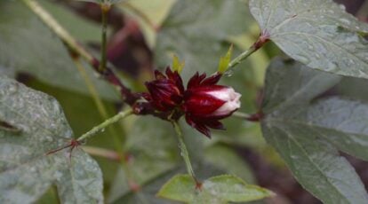 How to Plant, Grow, and Care for Roselle