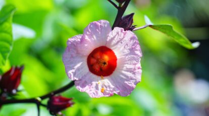 How to Plant, Grow, and Care for Roselle